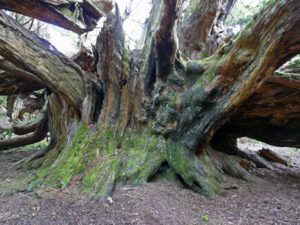 The Craigends Yew, Craigends, Houston, Renfrewshire - Scotland's Yew ...