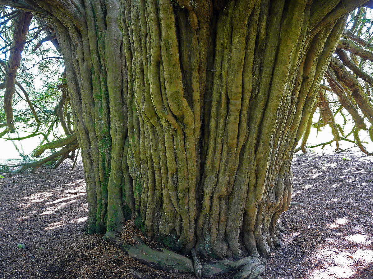 How Old is That Yew? - Age Categories Used by SYTHI - Scotland's Yew ...