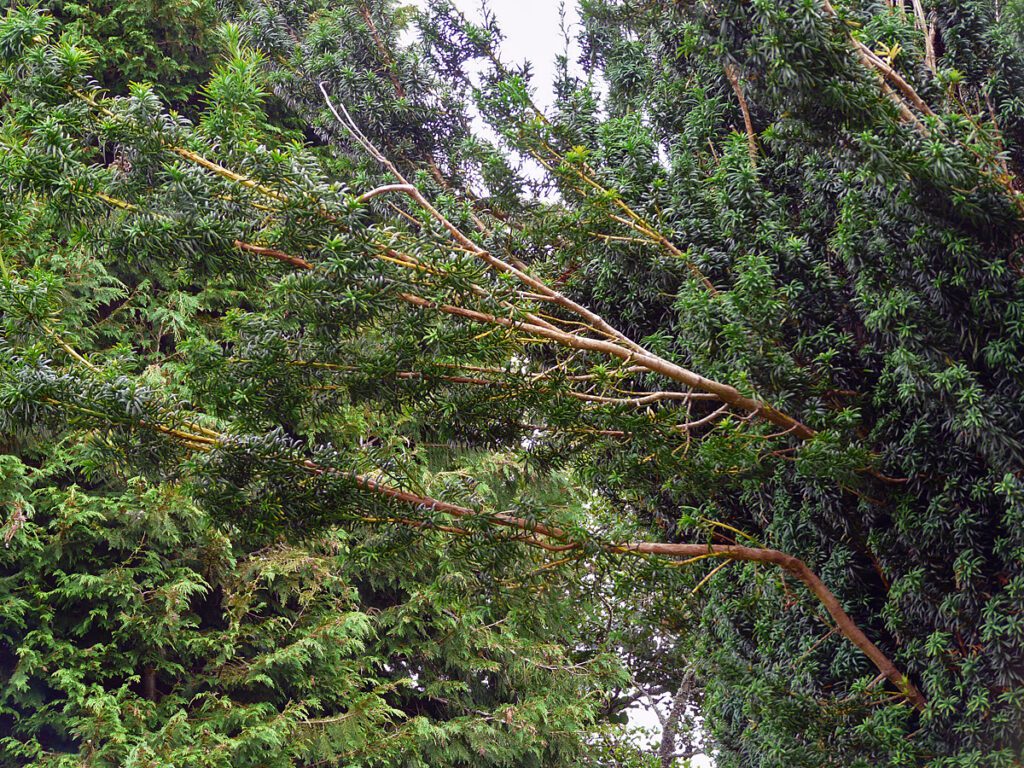 The Irish Yew - Taxus Baccata Fastigiata - Scotland's Yew Tree Heritage ...