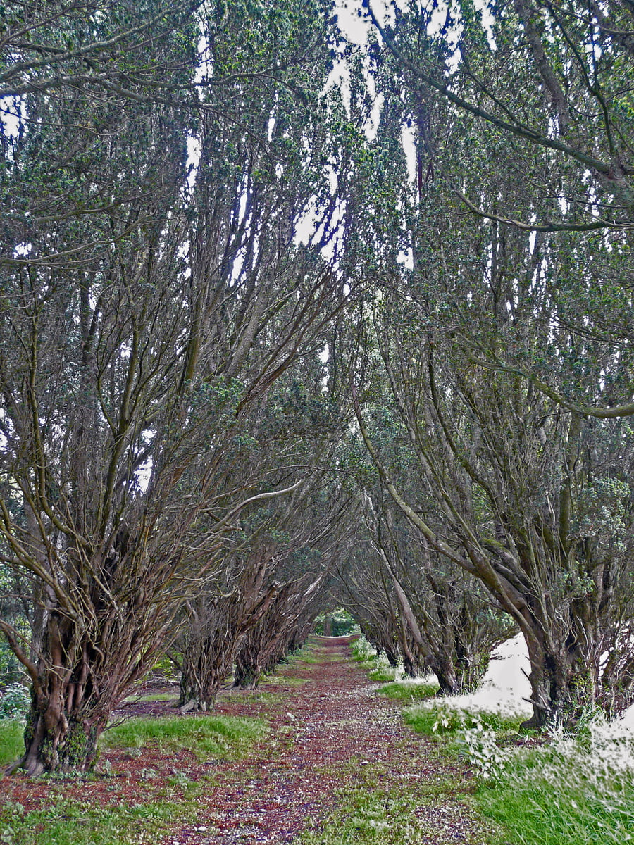 The Irish Yew - Taxus Baccata Fastigiata - Scotland's Yew Tree Heritage ...