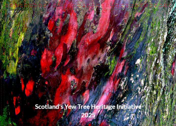 The Tree of the Bow - Scotland's Yew Tree Heritage Initiative